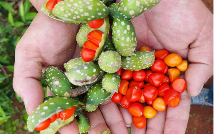 Loại quả xưa rụng đầy không ai nhặt, nay là đặc sản chị em lùng tìm ...