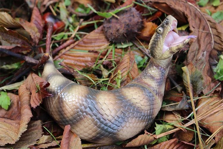 Nhật Bản: Treo thưởng 10.000 USD để bắt sinh vật huyền bí giống rắn