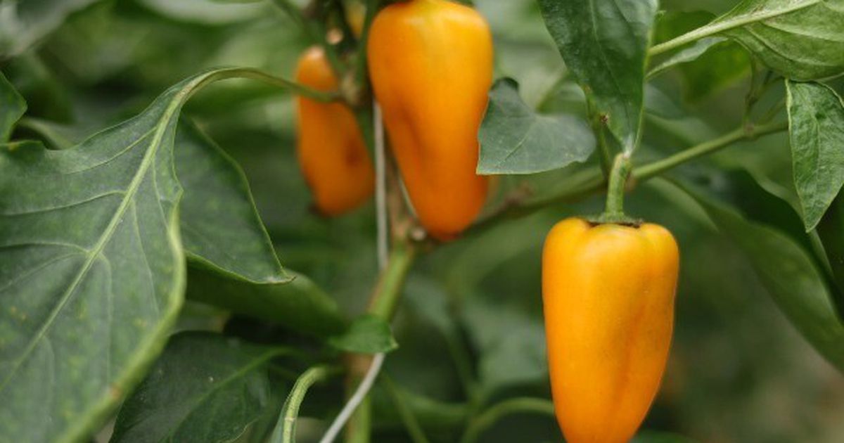 Snack rau củ WinEco tạo bước đột phá mới trong xu hướng ăn uống lành mạnh