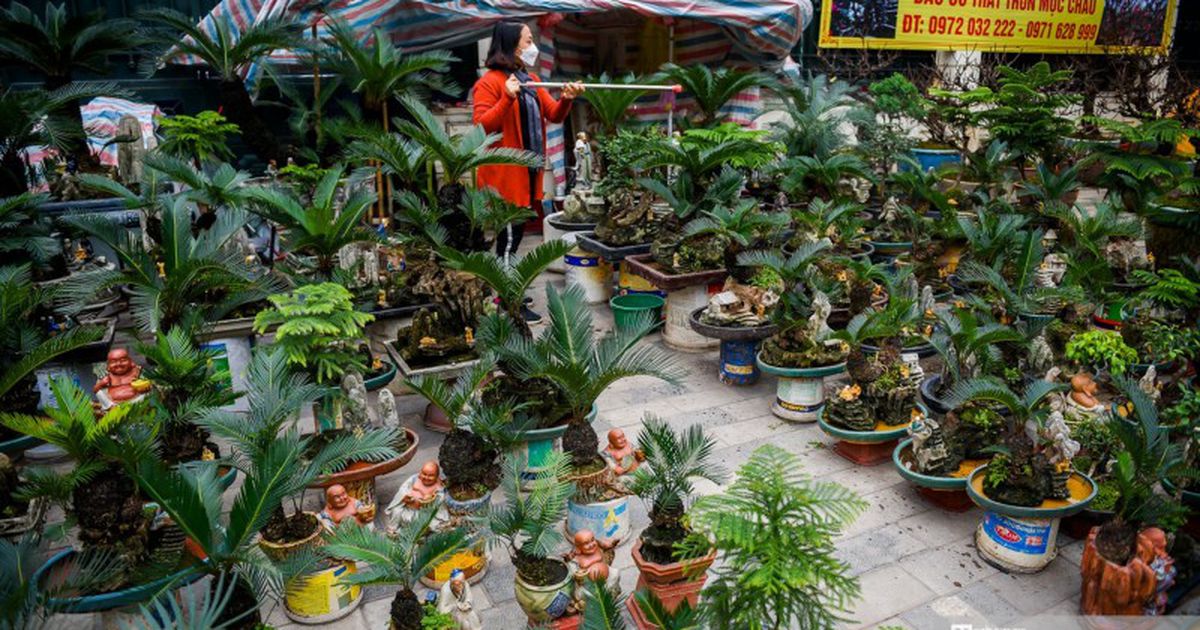 Vạn tuế bonsai giá hàng triệu đồng hút khách dịp Tết Nguyên đán
